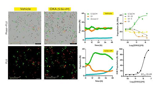 Glia Characterization | Sartorius