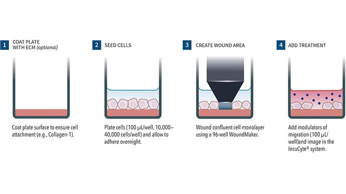 Scratch Wound Migration & Invasion | Sartorius