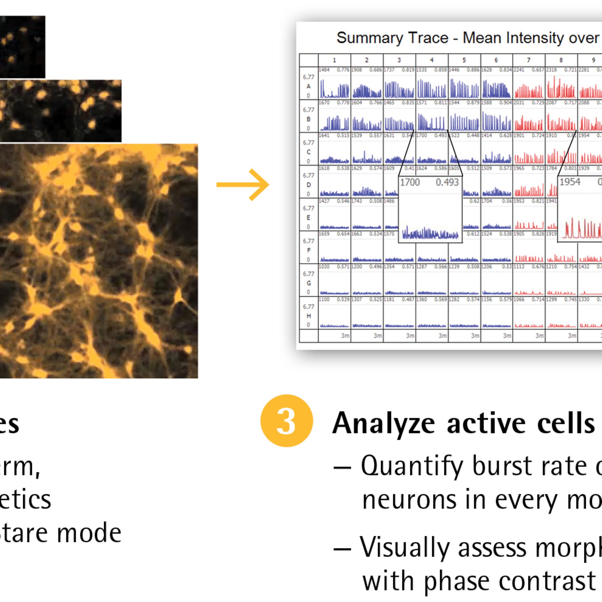 Incucyte Neuronal Activity Analysis Software | Sartorius