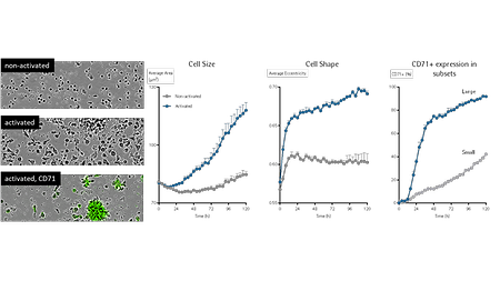 T-Cells | Sartorius