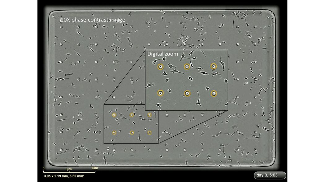 Incucyte Chemotaxis Analysis Software | Sartorius