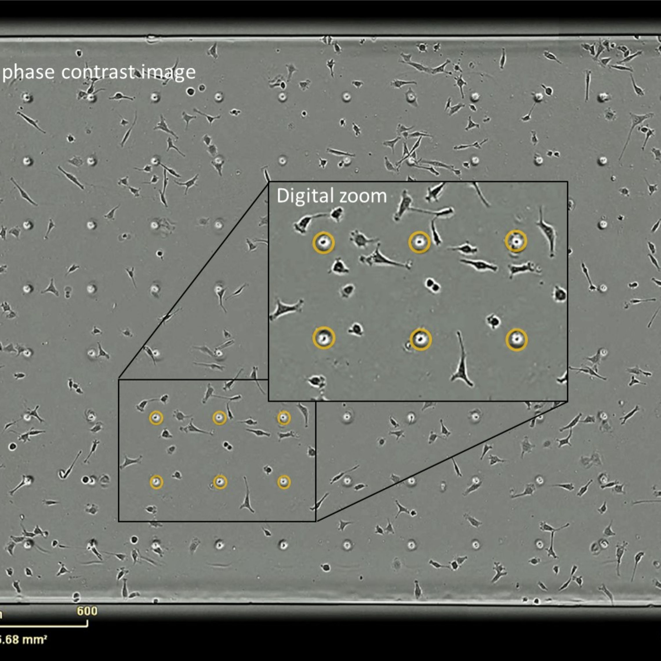 Incucyte Chemotaxis Analysis Software | Sartorius