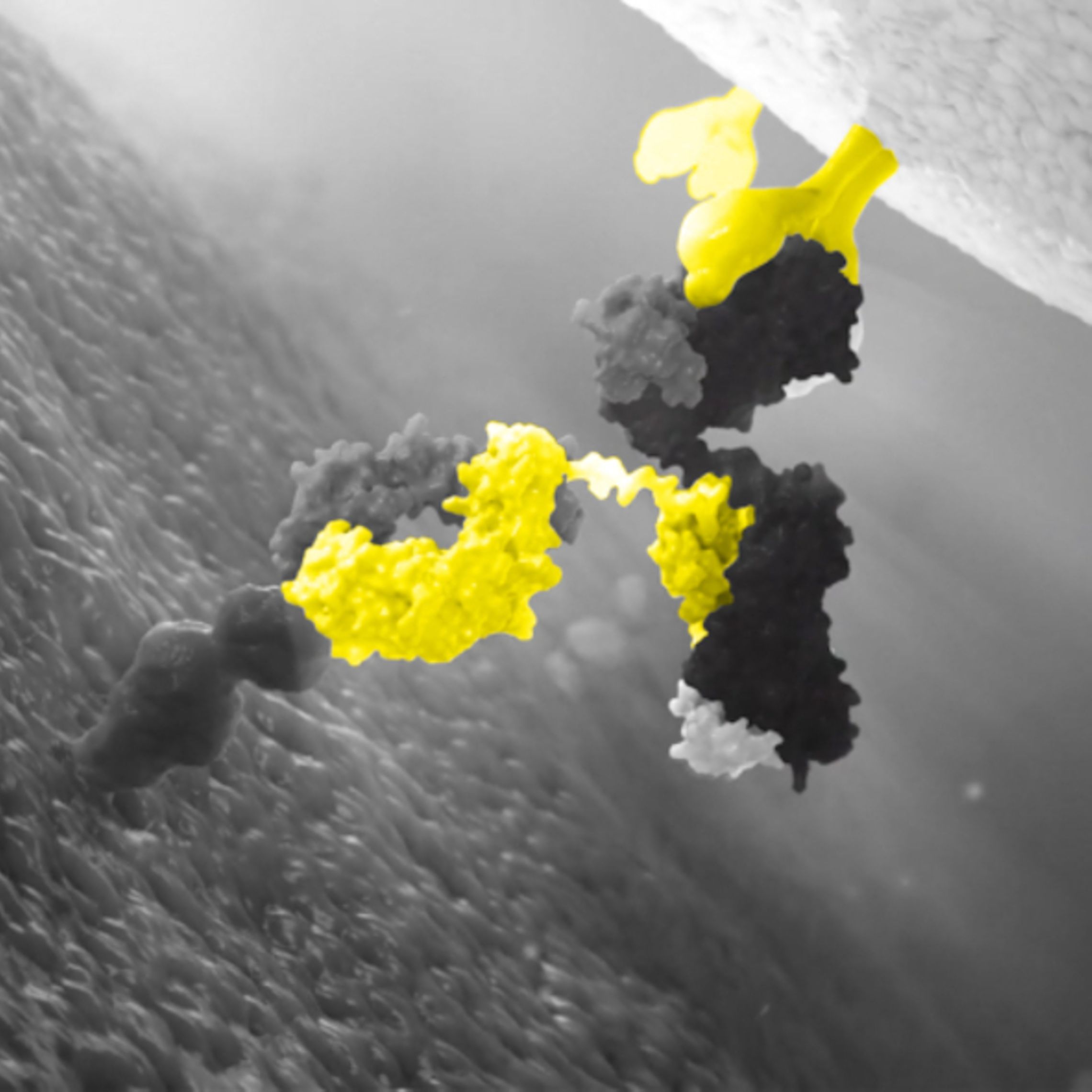 Refining Bispecific Antibody Engineering | Sartorius