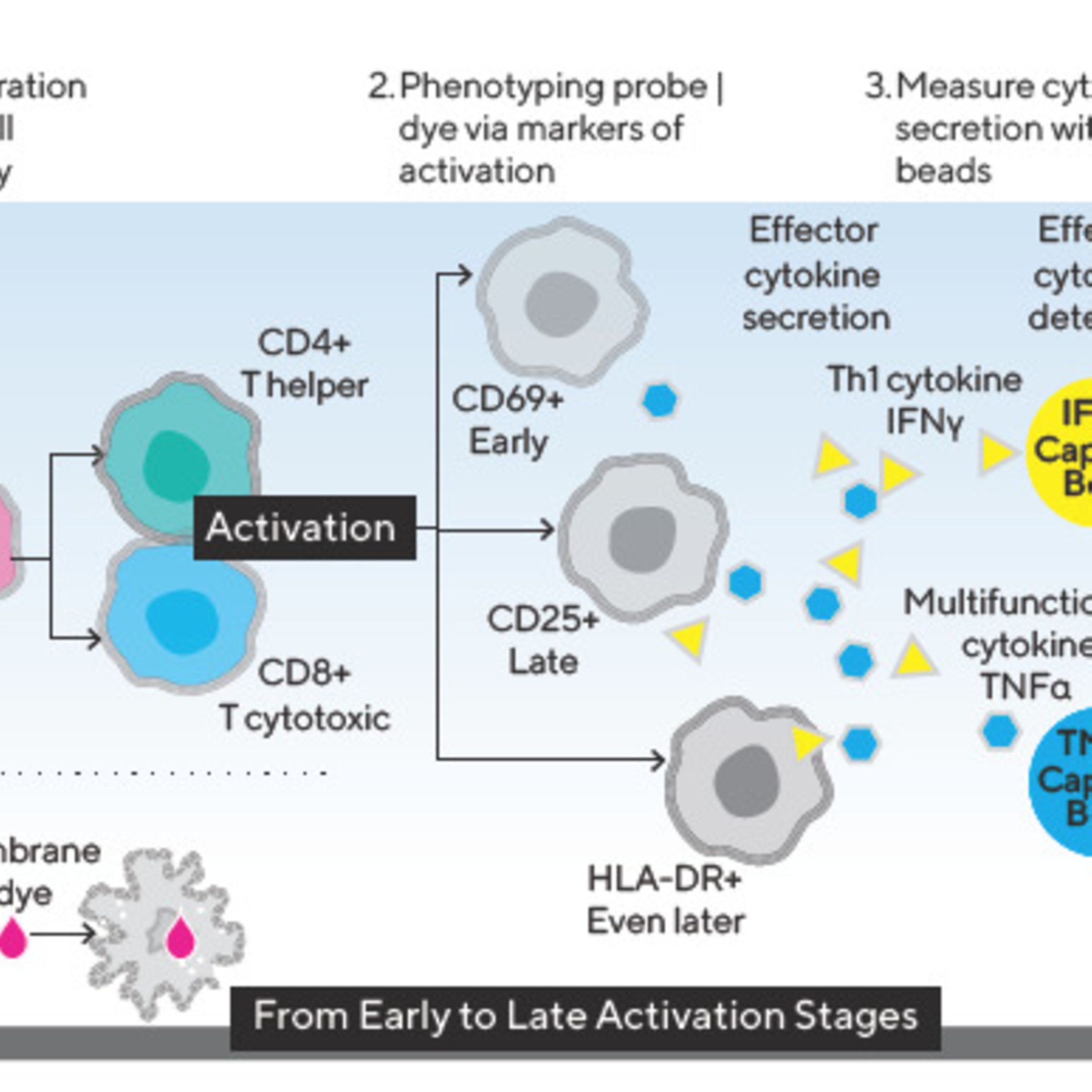 iQue® Advanced Flow Cytometry: Cell Phenotyping and Secreted Protein ...