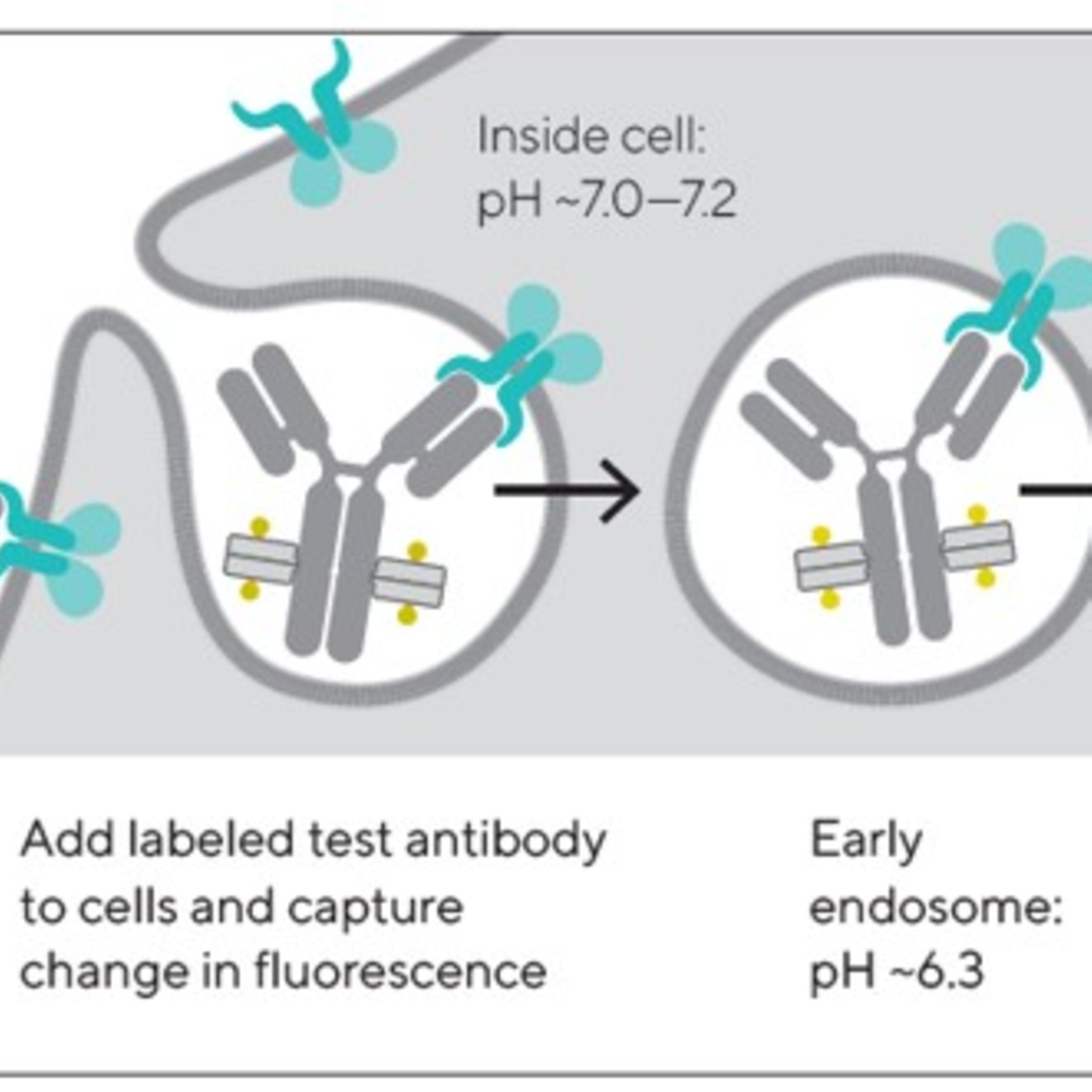 Antibody Internalization | Sartorius